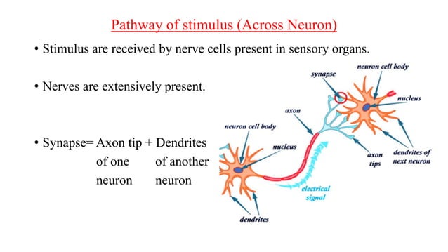 Neural conduction across neuron and Synapse.pptx