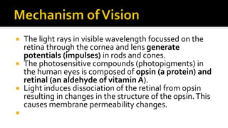 Neural Control And Coordination | PPTX