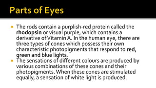 Neural Control And Coordination | PPT