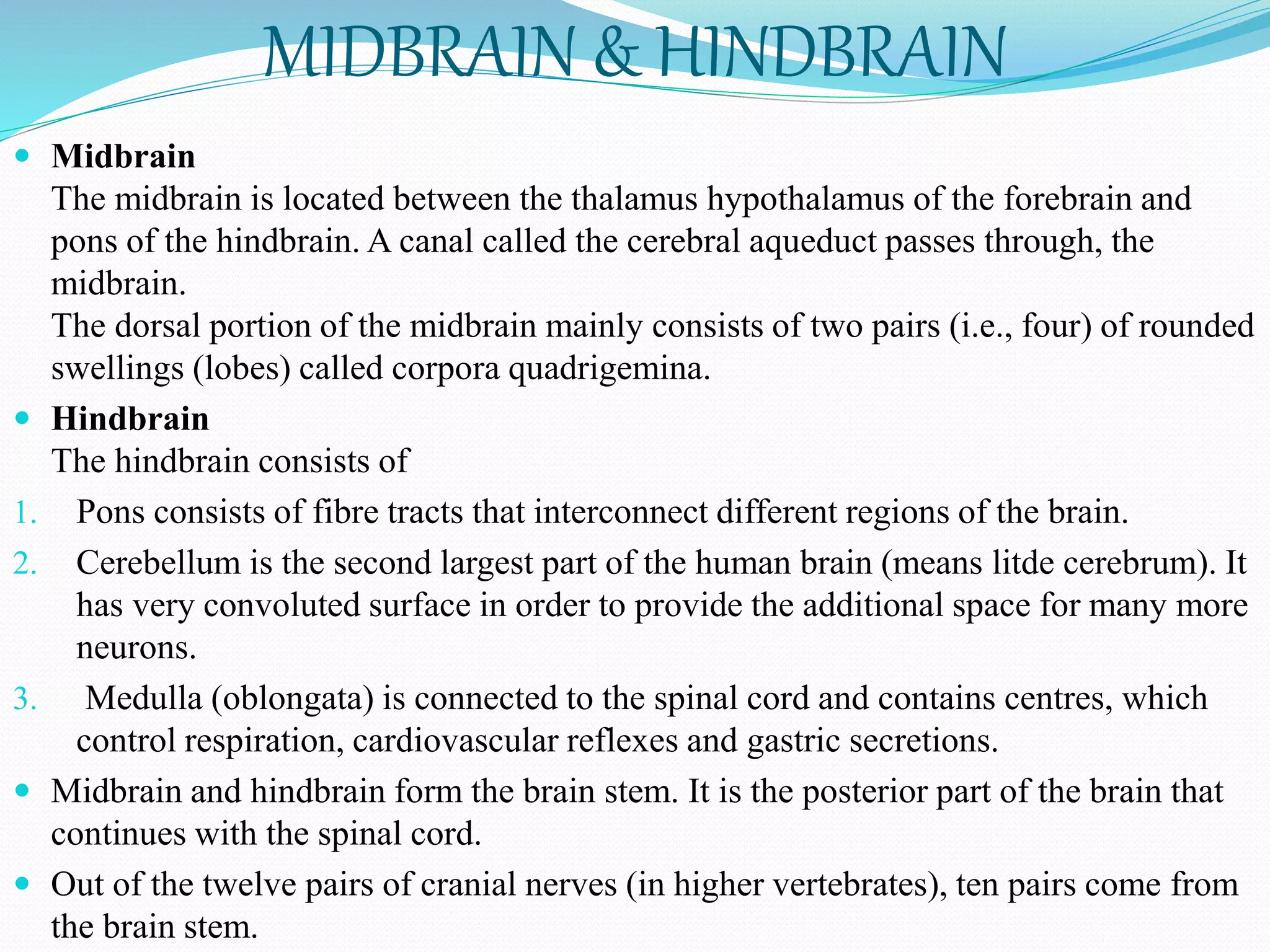 Neural control and coordination | PPTX