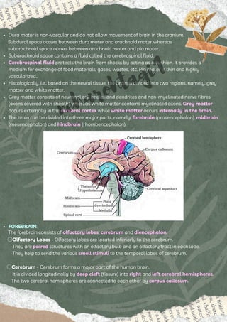 Neural Control and Coordination Class 11th CBSE NCERT Biology | PDF