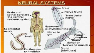Neural control and Coordination class 11.ppt (1).pptx