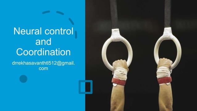Neural control and Coordination class 11.ppt (1).pptx