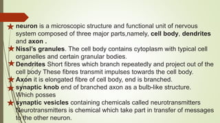 Neural control and coordination ppt presentation class 11 biology ncert ...