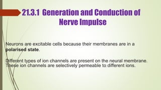 Neural control and coordination ppt presentation class 11 biology ncert ...