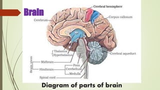 Neural control and coordination ppt presentation class 11 biology ncert ...