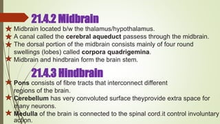 Neural control and coordination ppt presentation class 11 biology ncert ...