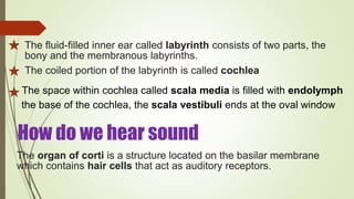 Neural control and coordination ppt presentation class 11 biology ncert ...