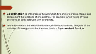 Neural control and coordination ppt presentation class 11 biology ncert ...