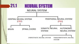 Neural control and coordination ppt presentation class 11 biology ncert ...