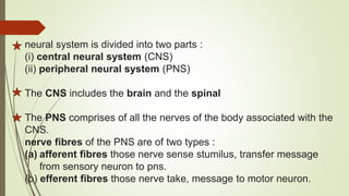Neural control and coordination ppt presentation class 11 biology ncert ...
