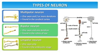 Neural control n coordination by BNP.pdf