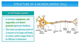 Neural control n coordination by BNP.pdf