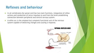 Neural_control_of_animal_behaviour[1]789.pptx