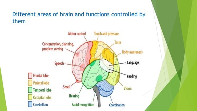 Neural_control_of_animal_behaviour[1]789.pptx