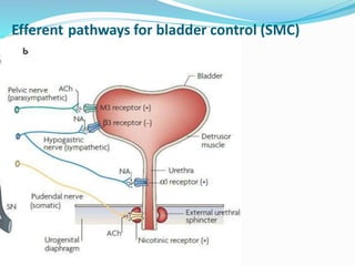 Neural control of bladder | PPTX