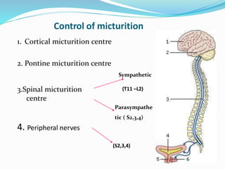 Neural control of bladder | PPTX