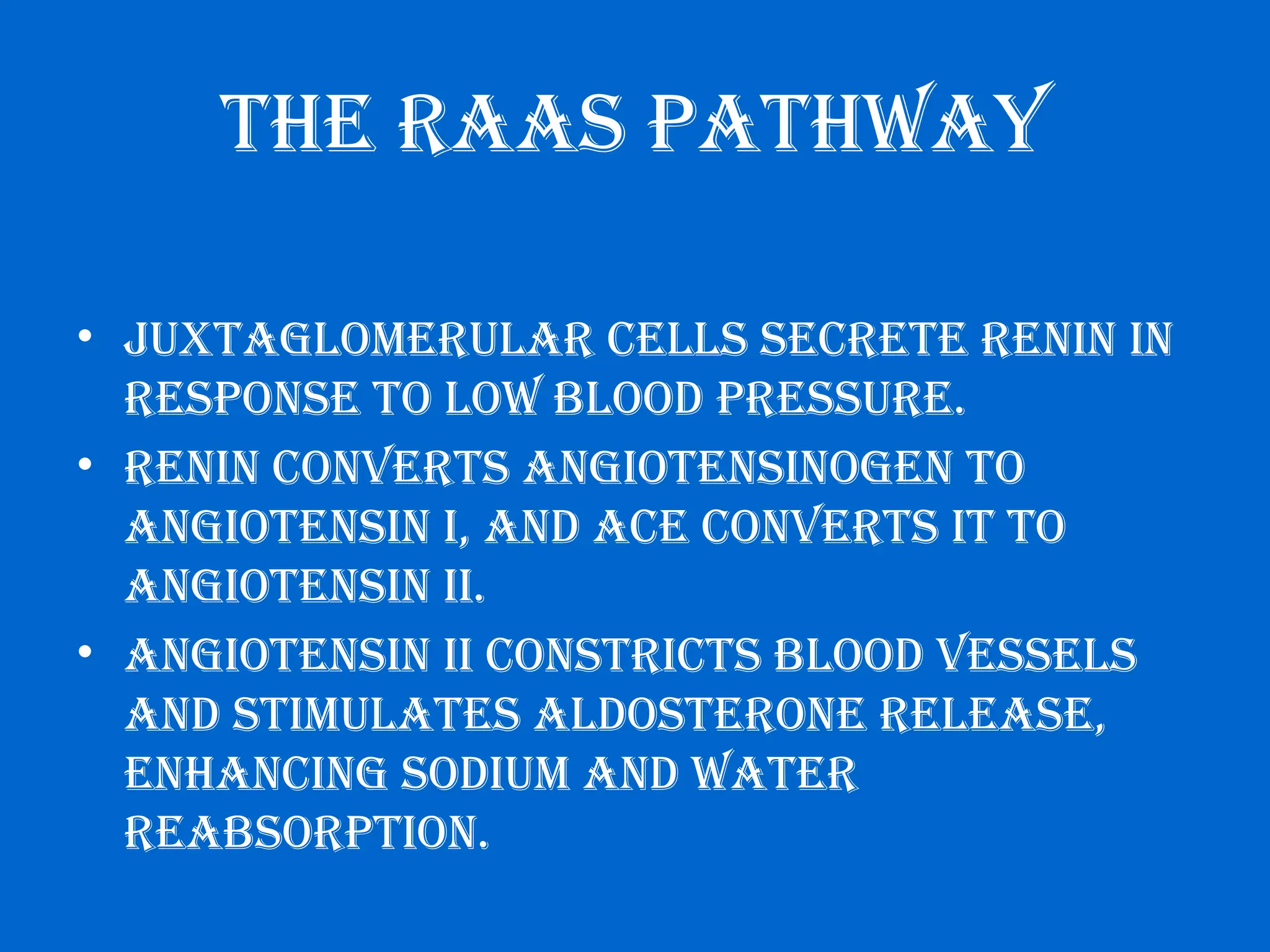 Neural_Control_of_GFR_Expanded. pptx | PPTX