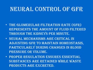 Neural_Control_of_GFR_Expanded. pptx | PPT