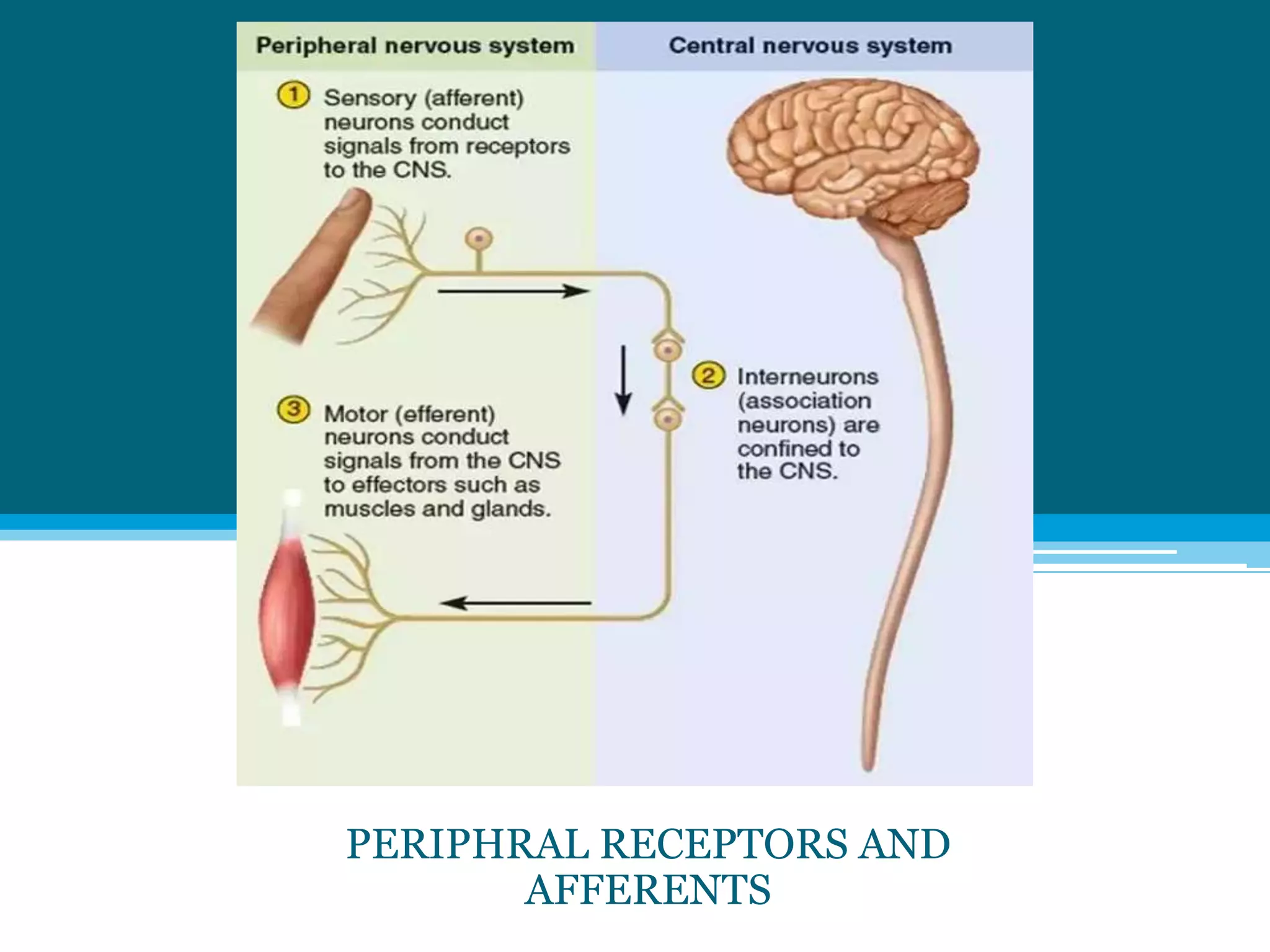 Neural control of locomotion | PPTX