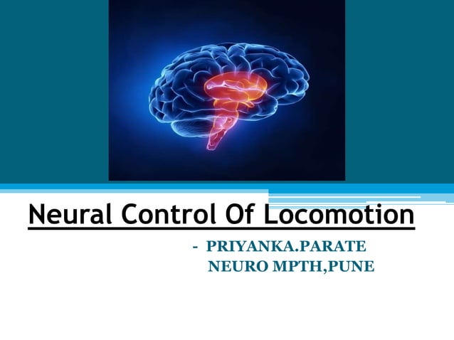 Neural control of locomotion | PPTX | Brain and Nervous System Disorders | Diseases and Conditions