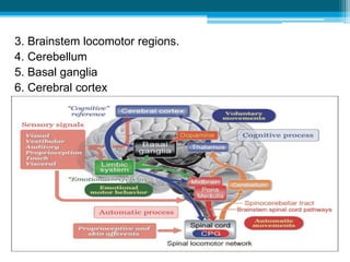 Neural control of locomotion | PPTX