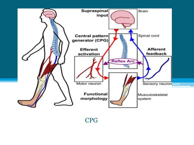 Neural control of locomotion | PPTX | Brain and Nervous System ...