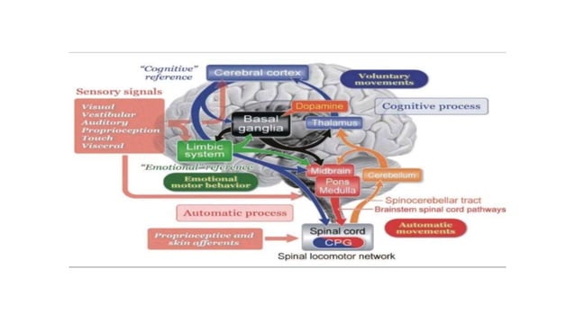 neural control of locomotion.pptx