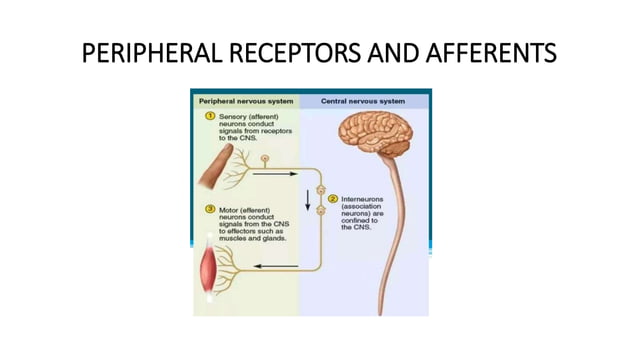 neural control of locomotion.pptx