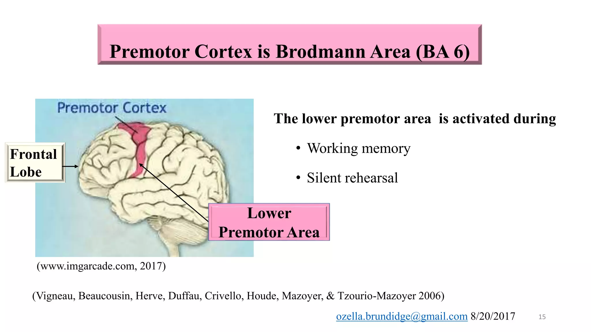 Neural Correlates Of Working Memory Ppt