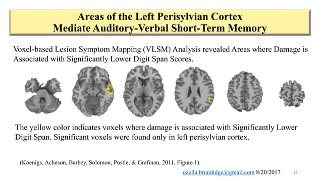 Neural Correlates Of Working Memory Ppt