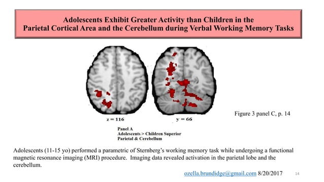 Neural Correlates Of Working Memory Ppt