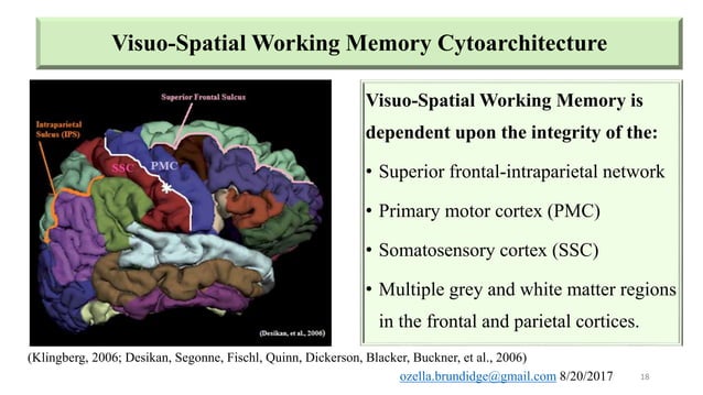 Neural Correlates Of Working Memory Ppt