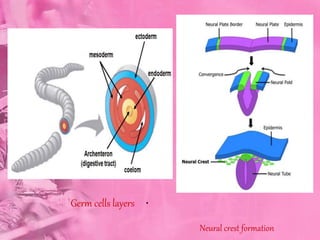 Neural crest ( surgical point of view ) | PPTX