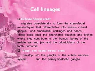 Neural crest ( surgical point of view ) | PPTX