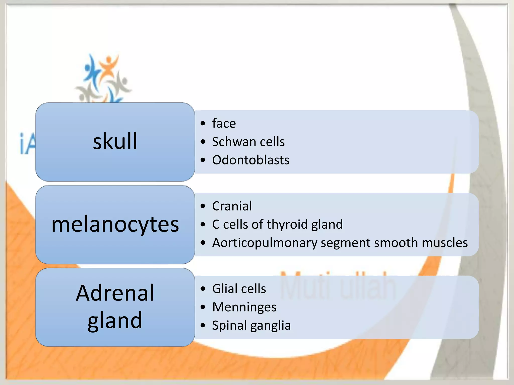 Neural crest cell derivatives | PPTX
