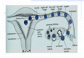 Neural Crest Cells - 1.ppt