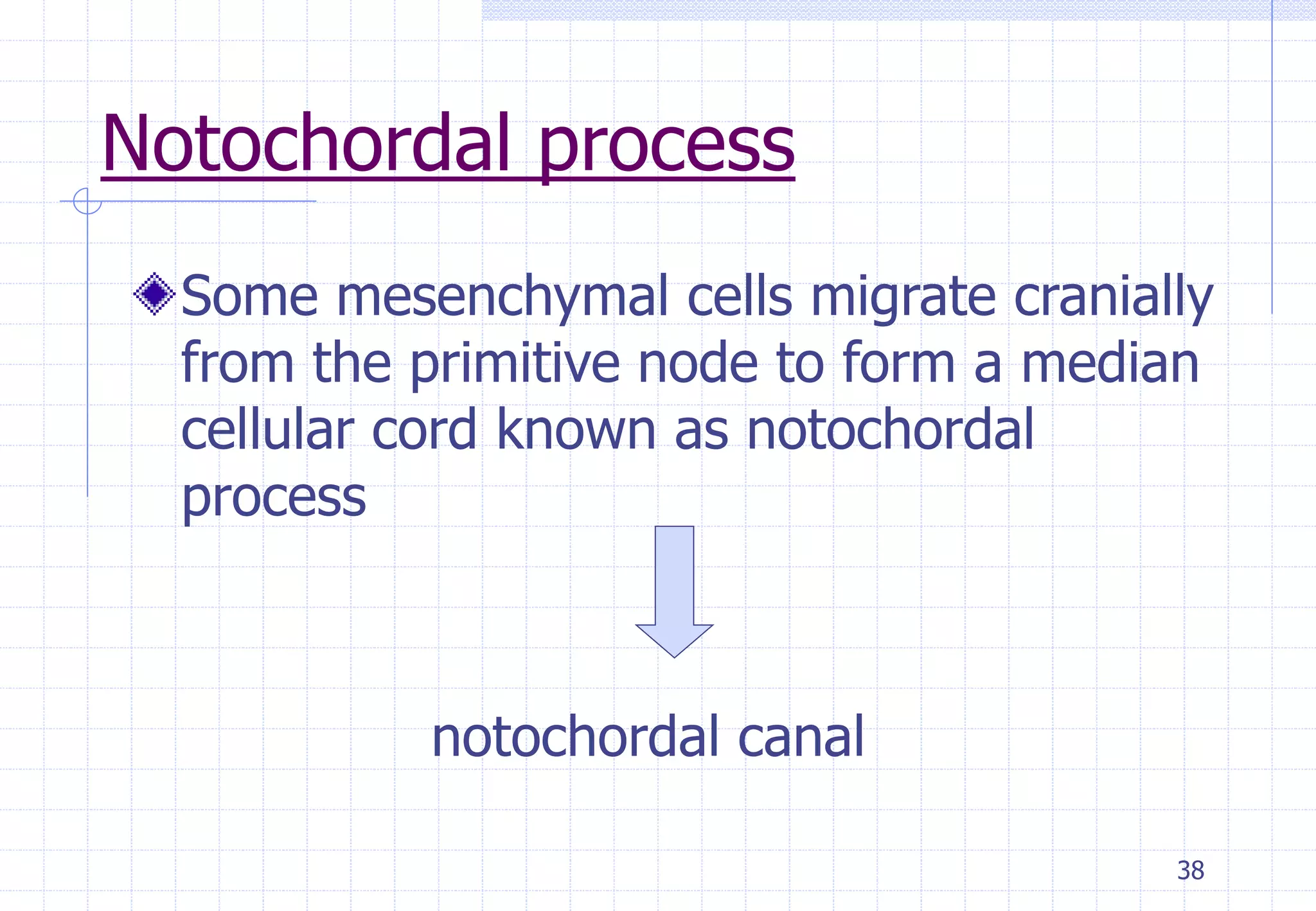 Neural Crest Cells - 1.ppt