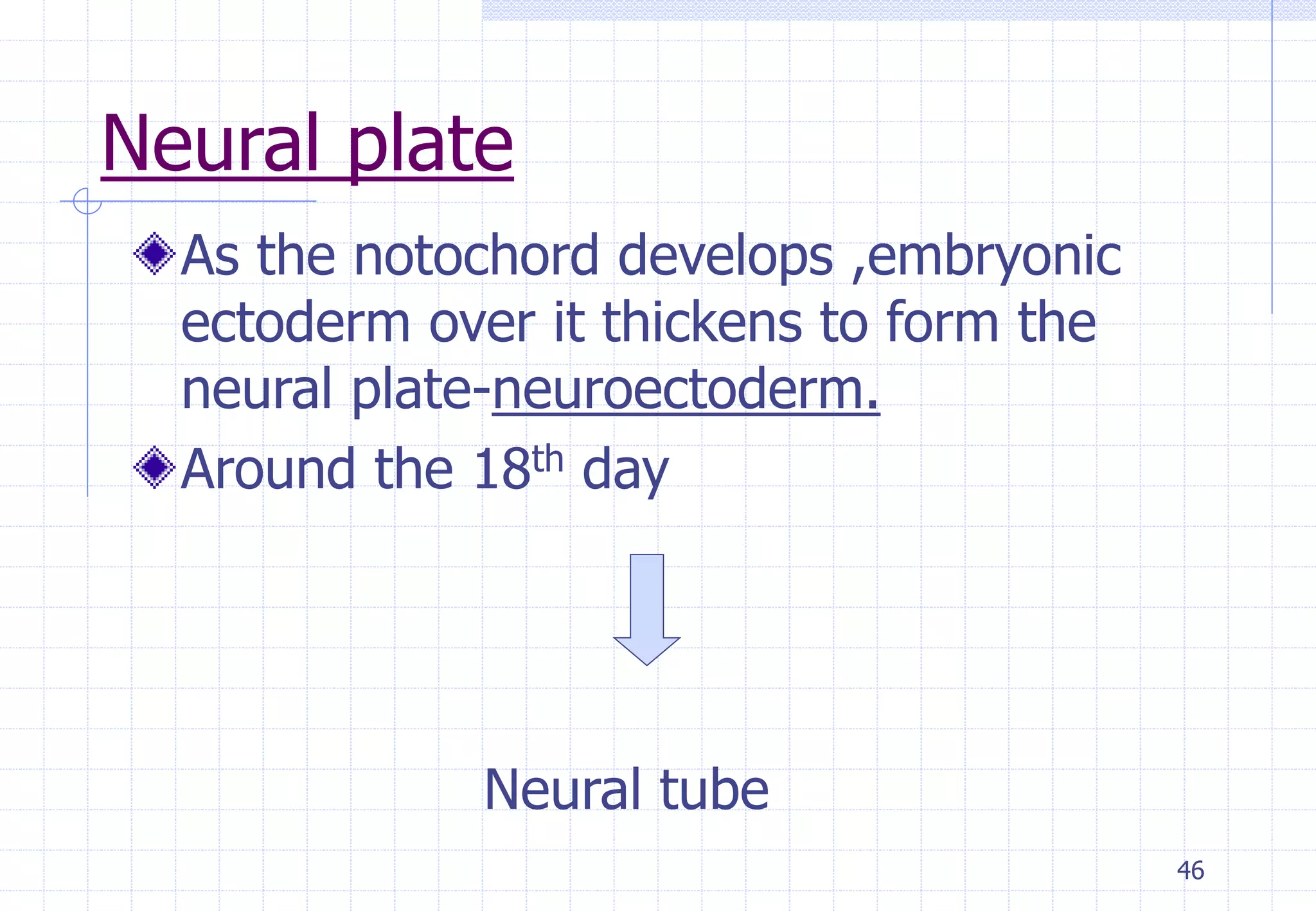 Neural Crest Cells - 1.ppt