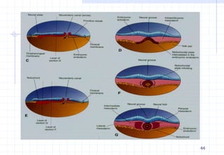 Neural Crest Cells - 1.ppt