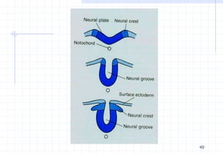Neural Crest Cells - 1.ppt