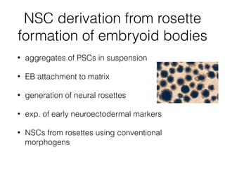 Neural Differentiation | PDF