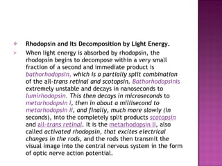 Neural funtion of the retina 3 | PPT
