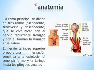 Neuralgia del nervio laringeo superior | PPTX
