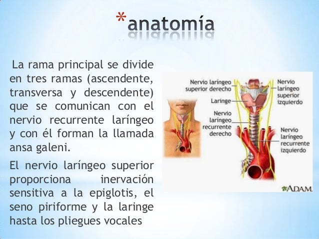 Neuralgia del nervio laringeo superior