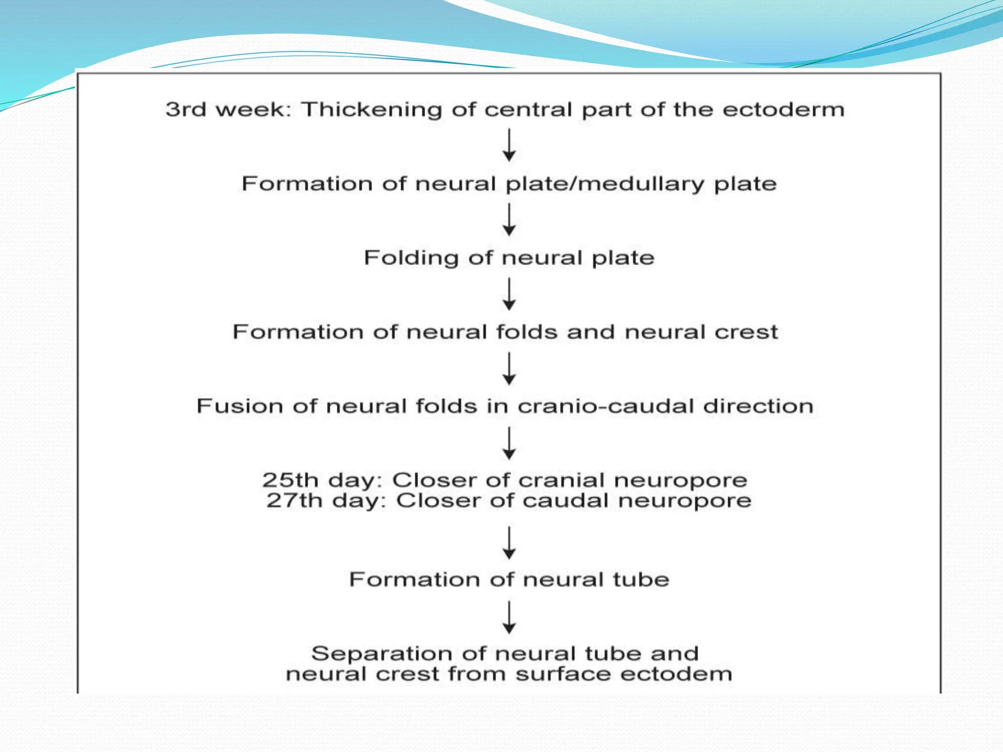 Neural Induction in human brain: principles and processes | PPTX