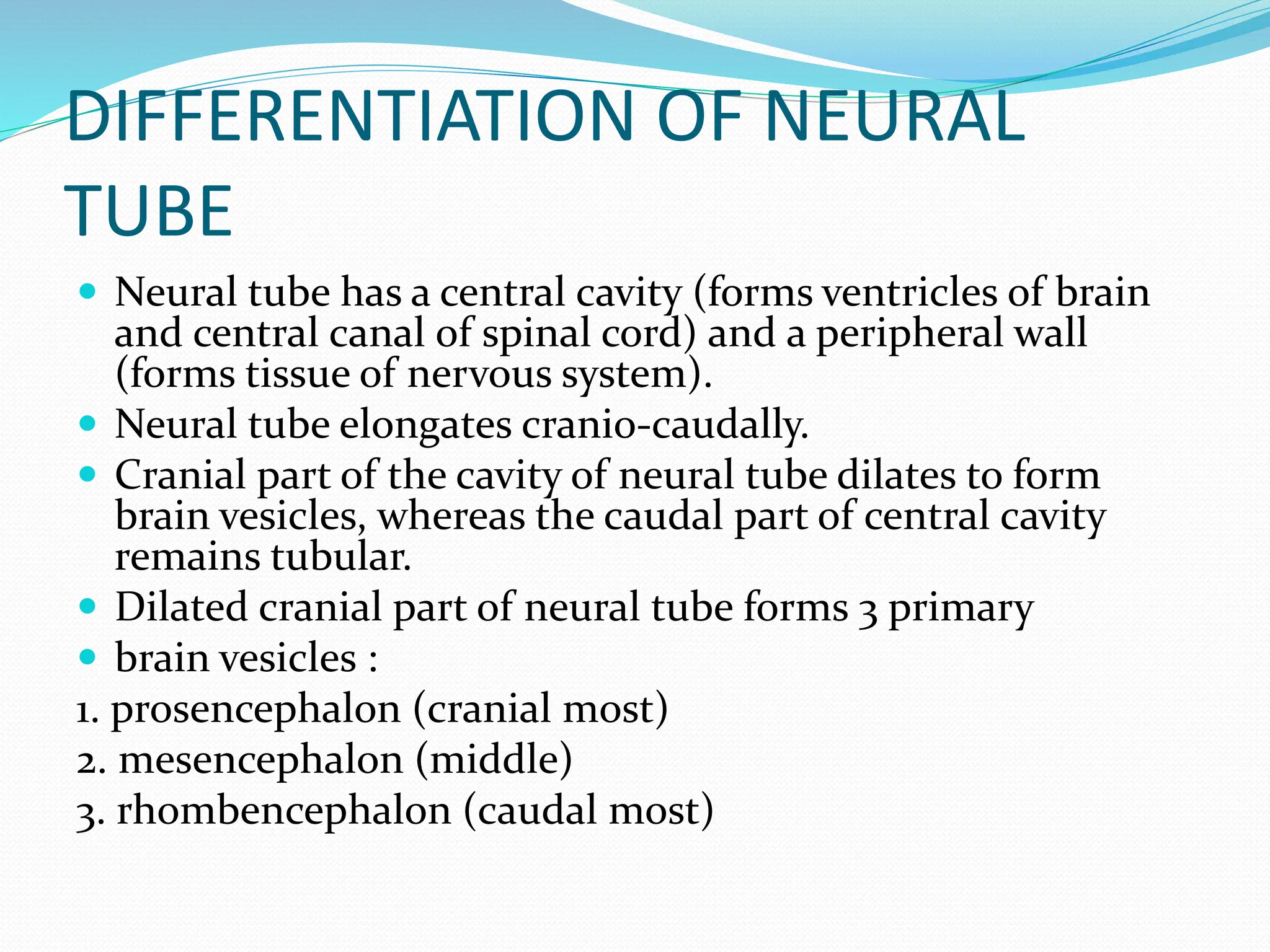 Neural Induction in human brain: principles and processes | PPTX