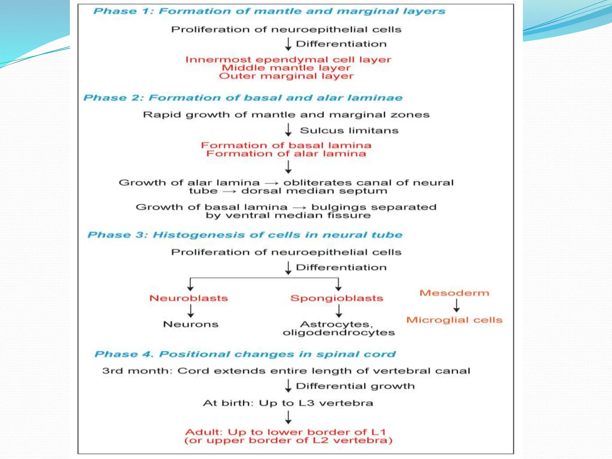 Neural Induction in human brain: principles and processes | PPTX