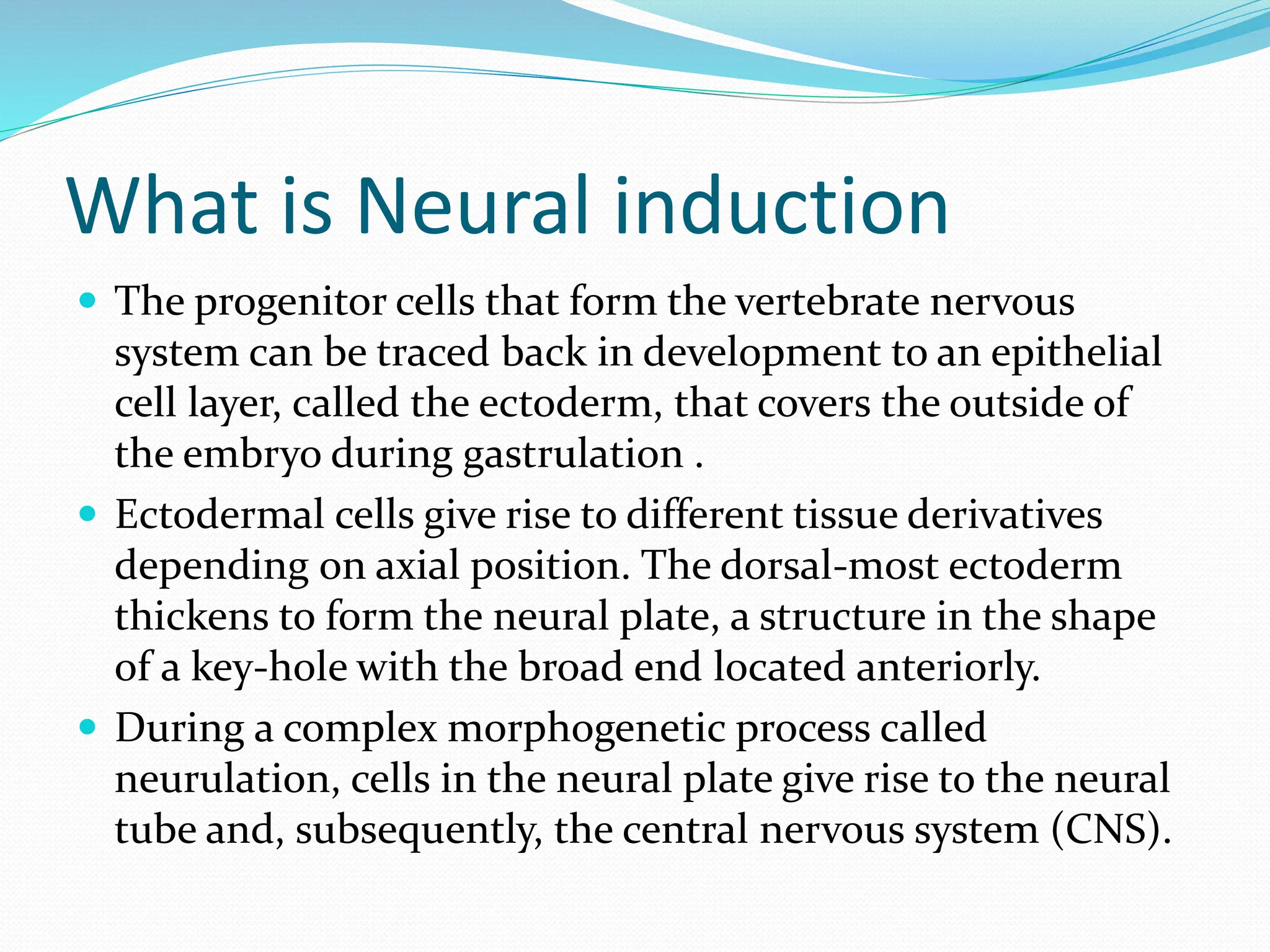Neural Induction in human brain: principles and processes | PPTX