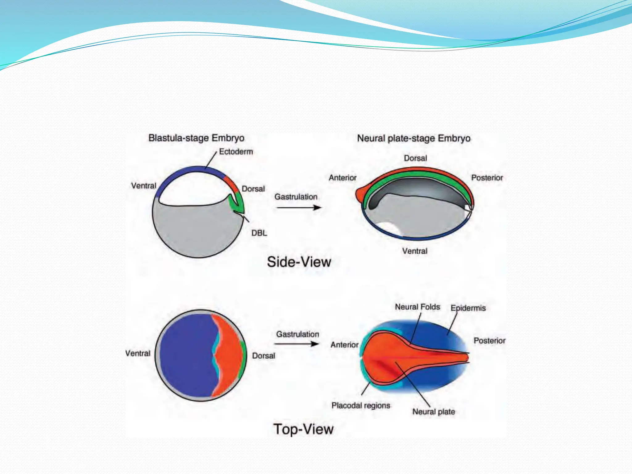 Neural Induction in human brain: principles and processes | PPTX